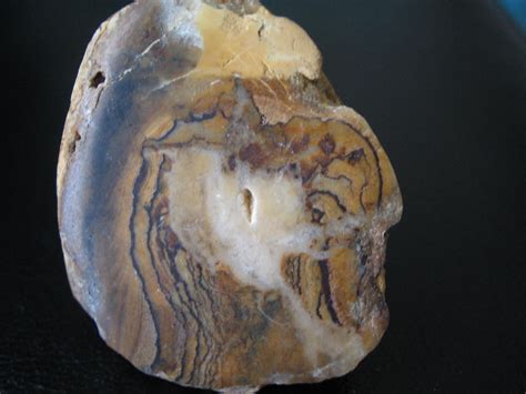 Silicized Wood Fossil Id The Fossil Forum
