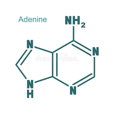腺嘌呤dna和rna氮碱基的化学结构式 向量例证 插画 包括有 债券 数据 医学 氮气 教育 224426640