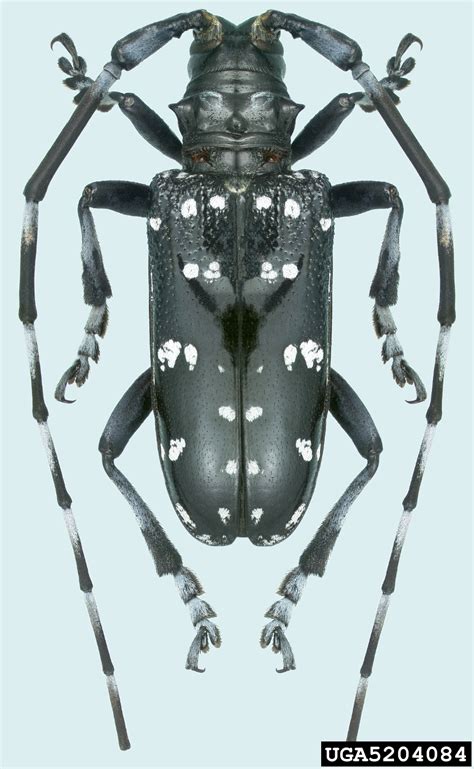 White Spotted Longhorn Beetle Anoplophora Malasiaca Coleoptera Cerambycidae