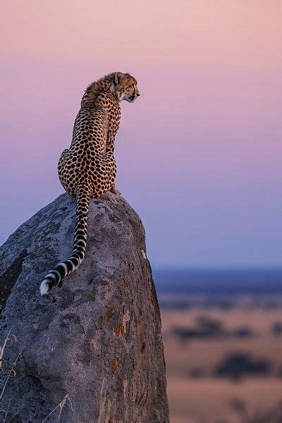 Gepard Bild Auf Poster And Wandbilder