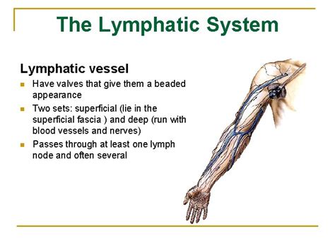 The Lymphatic System Shandong University Liu Zhiyu Introduction