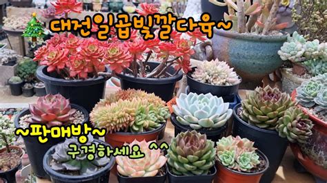 🎄일곱이네💥판매다육💥멋진 색감의 다육 구경하세요~ Youtube
