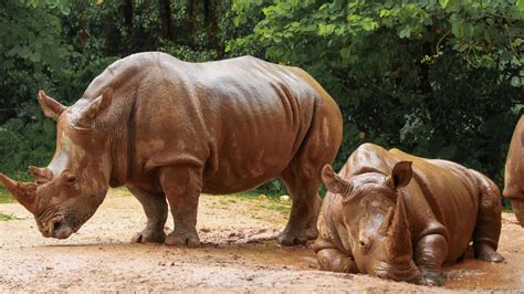 Pobitora Wildlife Sanctuary Assam Aryan Go