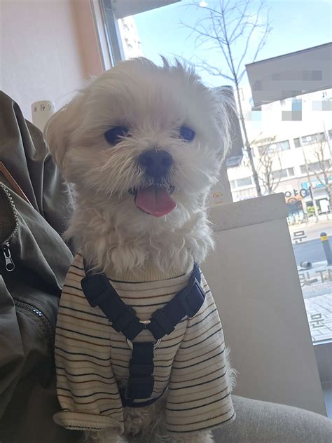 내가 웃는게 아녀~ 괜찮아 딩딩딩🎶 포동 커뮤니티