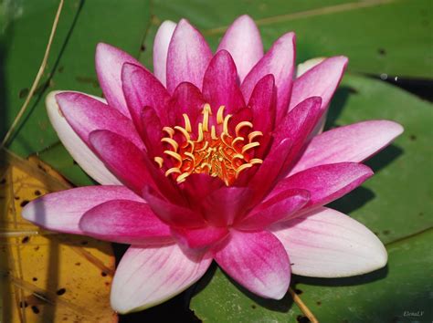 Поздравления с днем рождения лиле прикольные 58 фото