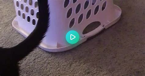 This Dingbat Cat Loves Jail Album On Imgur