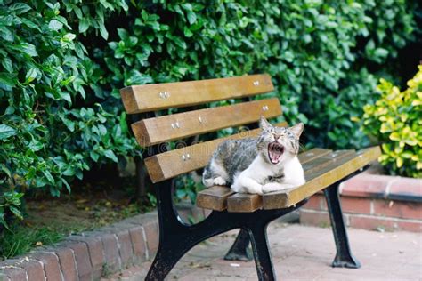 Homeless Cute Cat Stock Image Image Of Ground Cute 95221549