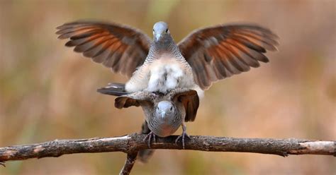 How Do Birds Mate Interesting Facts That You May Not Know Nature