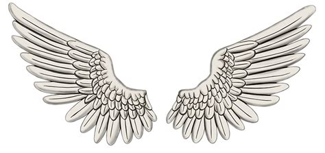 Bird Wing Drawing Drawing Skill