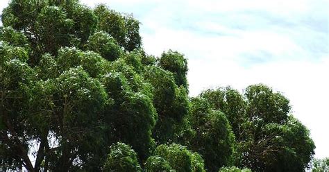 Trees001 Imgur
