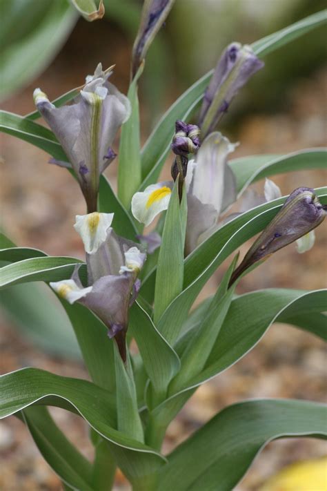 How To Propagate Iris Capnoides Propagate One