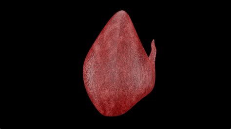 Artstation Thyroid 3d Model Realistic Human Thyroid Anatomy Resources