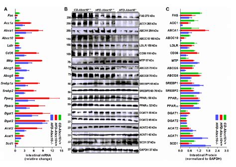 Figure 8 From Atp Binding Cassette Protein Abcc10 Deficiency Prevents Diet Induced Obesity But