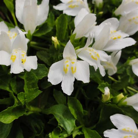 Mazus Reptans Vivace Couvre Sol De Sol Frais à Longue Floraison Blanche