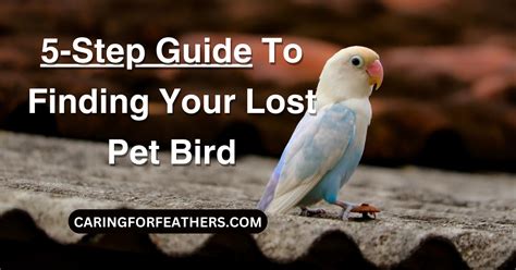 5 Step Guide To Finding Your Lost Bird Caringforfeathers