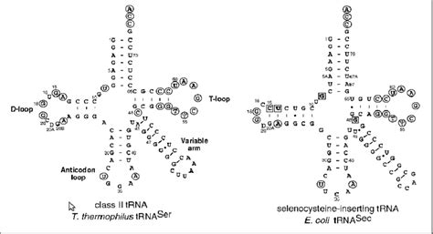 6 Structures Of Two Prokaryotic Trnas Image Taken From Commans And B