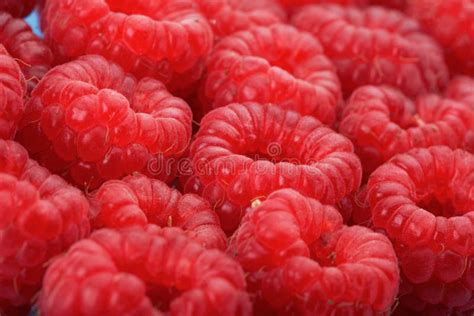 Raspberries 库存照片 图片 包括有 发狂 美食 充分 素食主义者 季节 视图 空白 12024974