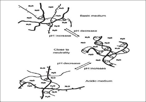 Structure And Ph Sensitive Swelling Of A Pec Containing Chitosan