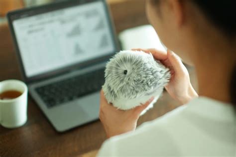 Les Dernières Publications Dans Moflin Journal Du Geek