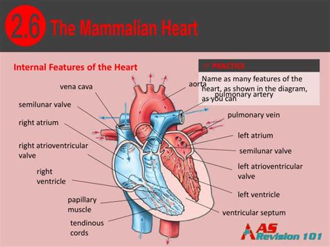 PPT The Mammalian Heart PowerPoint Presentation ID 1345296