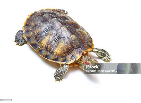 붉은 귀 거북이 흰색 고립 된 배경에 Trachemys 스크립타 노란 배가 있는 물거북 닫아 갈고리 발톱에 대한 스톡 사진 및