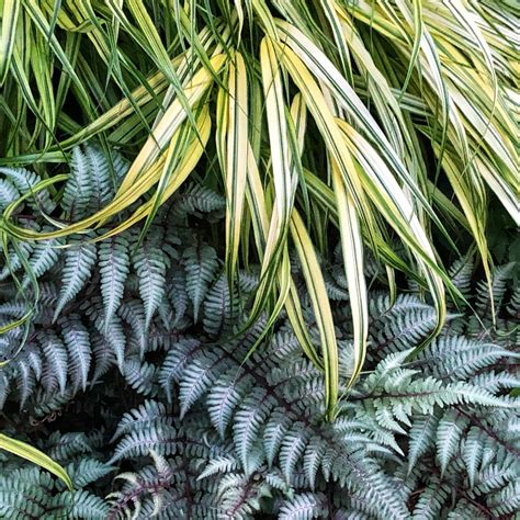 Golden Variegated Hakone Grass Hakonechloa Macra Aureola — Plant