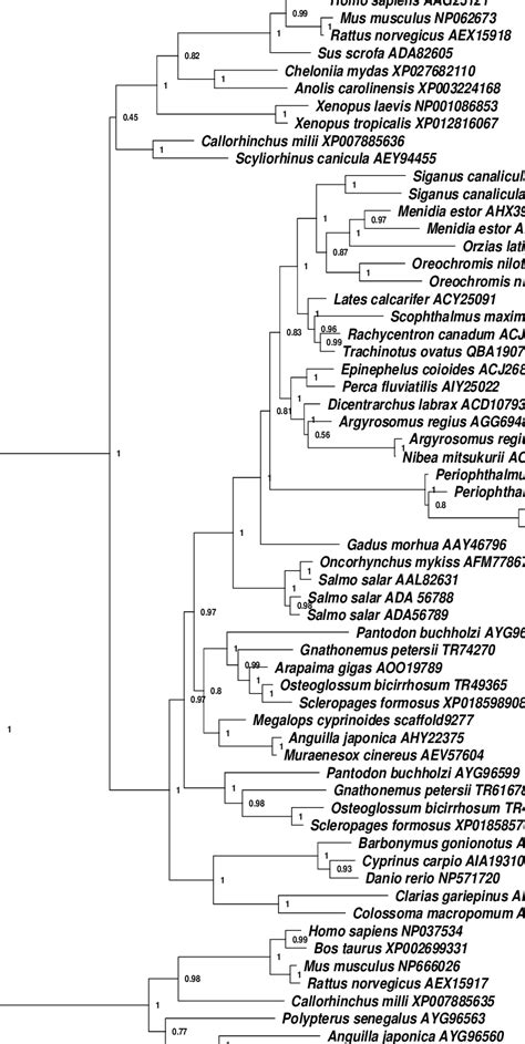 Maximum Likelihood Phylogenetic Analysis Using Abayes As Support Of