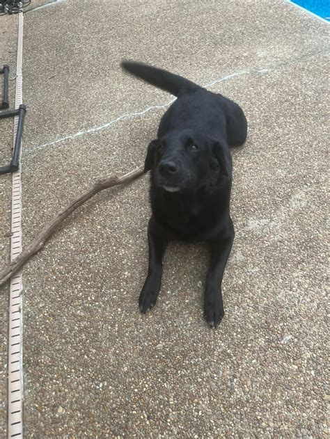 Dogs Cigarettes And Dxm Is Better Than Sex Rdxm