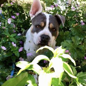 Lilah Anne Lilah Anne Profile Pinterest