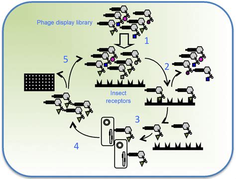 Biopanning Of A Phage Display Toxin Library The Phage Displayed Toxin