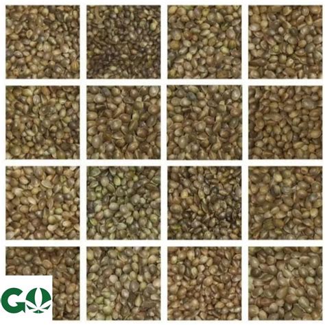 Hemp Seeds At ₹ 250 Kg Hemp Seeds In Kotdwara Id 2850351891291