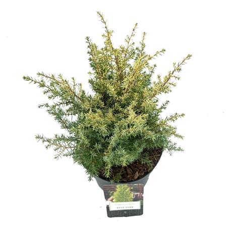 Juniperus Communis Gold Cone — Plant Wholesale Floraccess