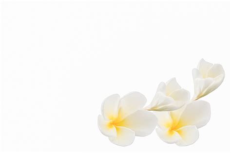 Frangipani 꽃 프 르 메리 아 탑 트리 또는 사원 트리 Plumeria 화이트 0명에 대한 스톡 사진 및 기타 이미지