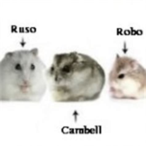 Tipos de hámsteres HAMSTERPEDIA