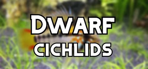 15 Dwarf Cichlids For A Peaceful Community Aquarium Aquanswers