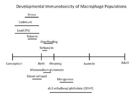 Examples Of The Developmental Windows From Table 1 In Which Exposure To