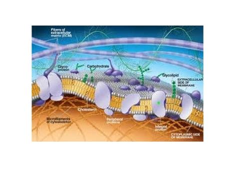 Chapter 7 7 3 Cell Boundaries Function Of
