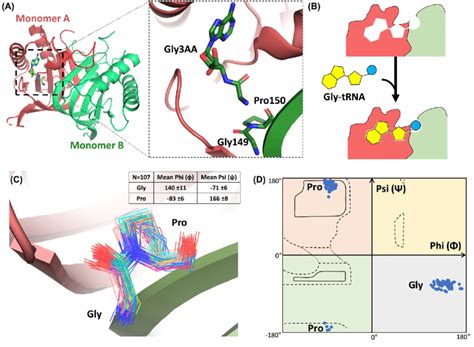 Glycine Misediting Paradox A Gly Trna Gly Analogue Gly3aa Bound Download Scientific
