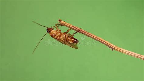 Female Smooth Cockroach Lay The Egg Cockroaches Isolated On White