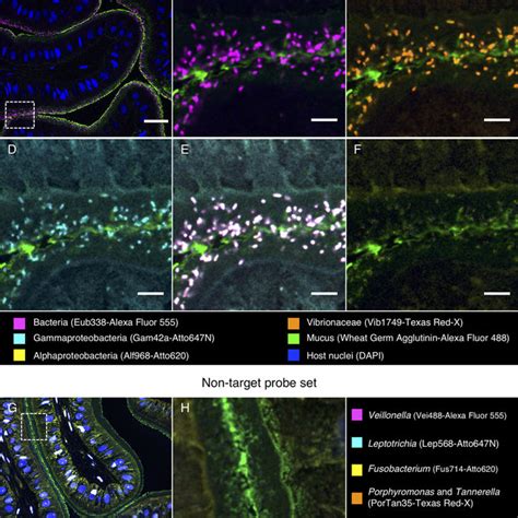 In Situ Hybridization Ish And Fluorescence In Situ