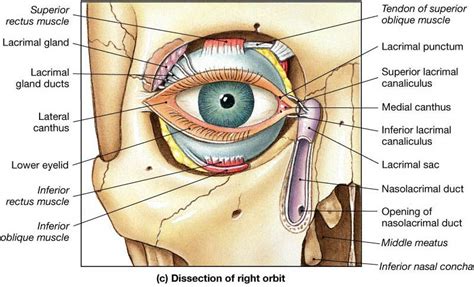 Nasolacrimal System Anatomy Anatomy