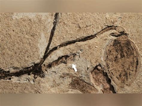 Oldest Fossil Flower Bud And Branch Discovered Registro Fosil