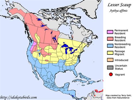 Lesser Scaup Species Range Map