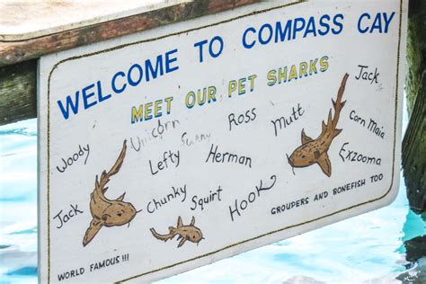 How To Go Swimming With Exuma Sharks In The Bahamas Bahamas Air Tours