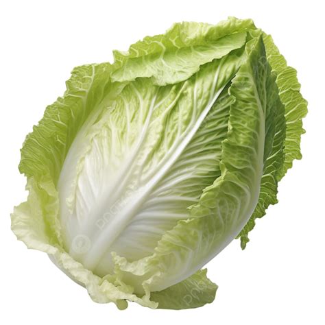 Napa Cabbage Vegetables Fresh PNG Transparent Image And Clipart For