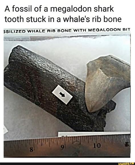 A Fossil Of A Megalodon Shark Tooth Stuck In A Whales Rib Bone