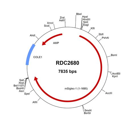 Mouse Siglec 1cd169 Aai41337 Versaclone Cdna Rdc2680 Randd Systems