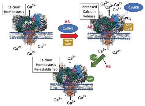 Figure 4 From Calmodulin Binding Proteins And Alzheimers Disease