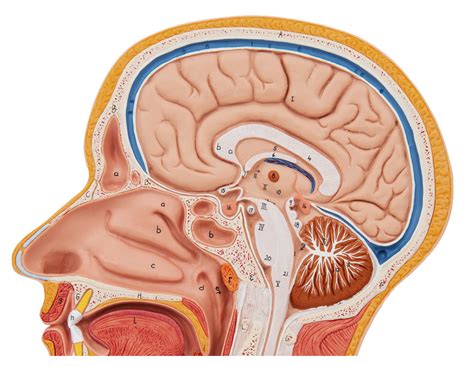 Sagittal Section Of Brain Diagram Quizlet