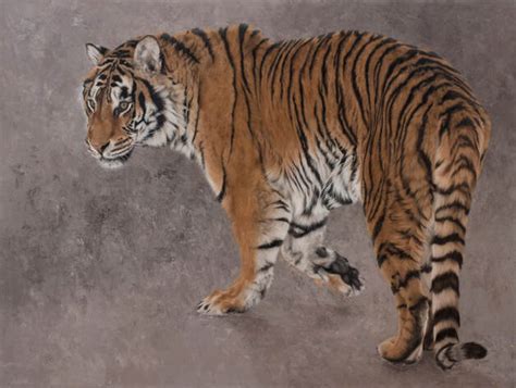 Artwork Emma Bowring Wildlife Portraiture
